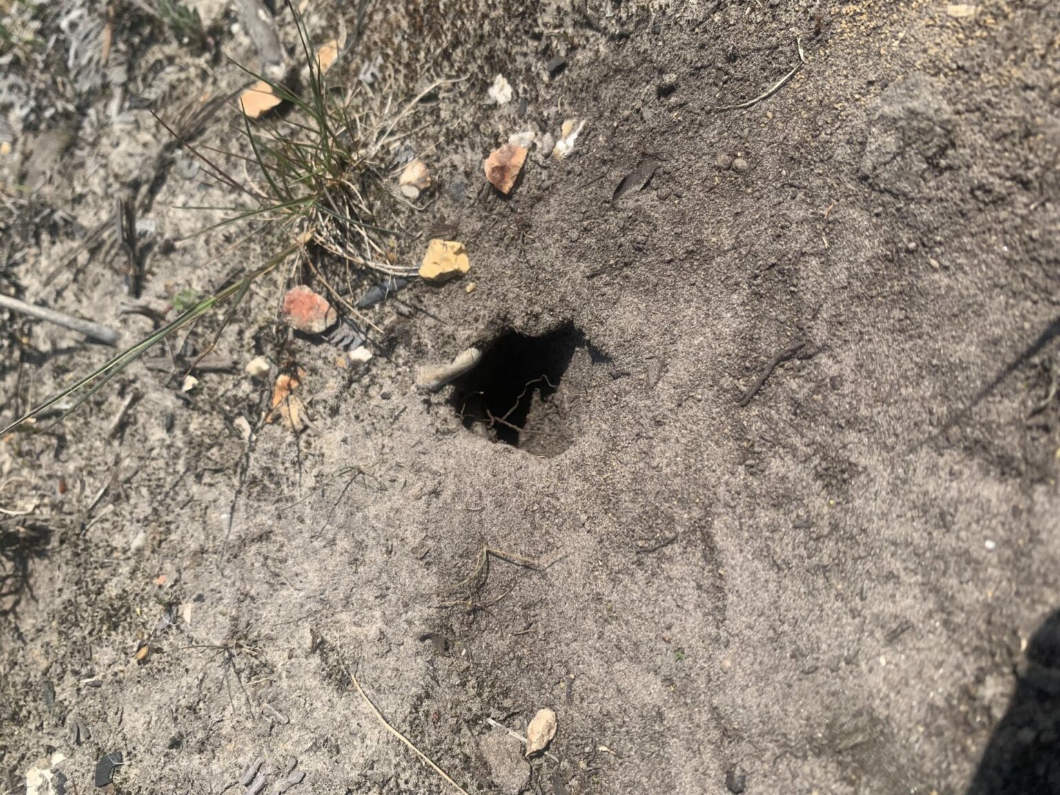 FOLLOWING THE KUFFAR IN THE LIZARD’S HOLE – Ummati